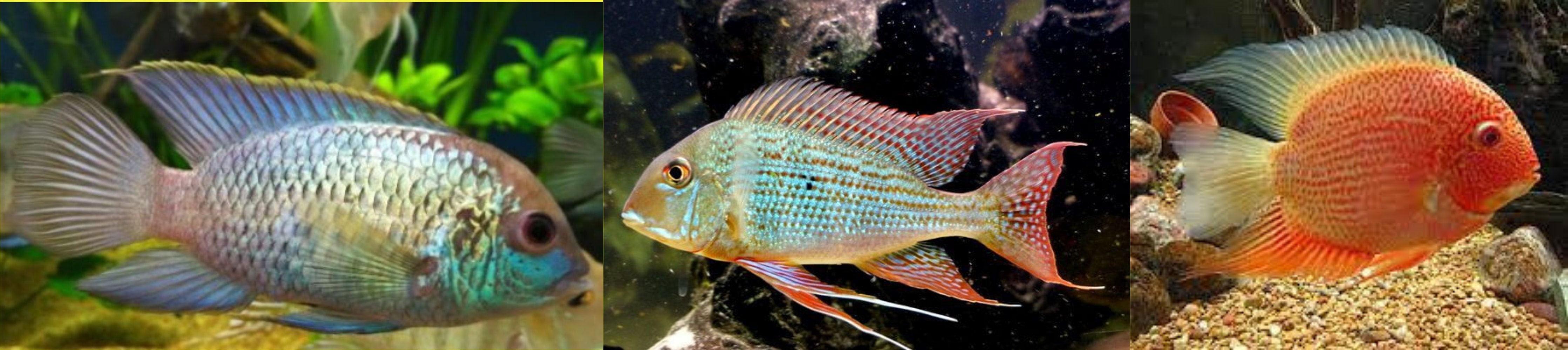 South American Cichlids – Page 4