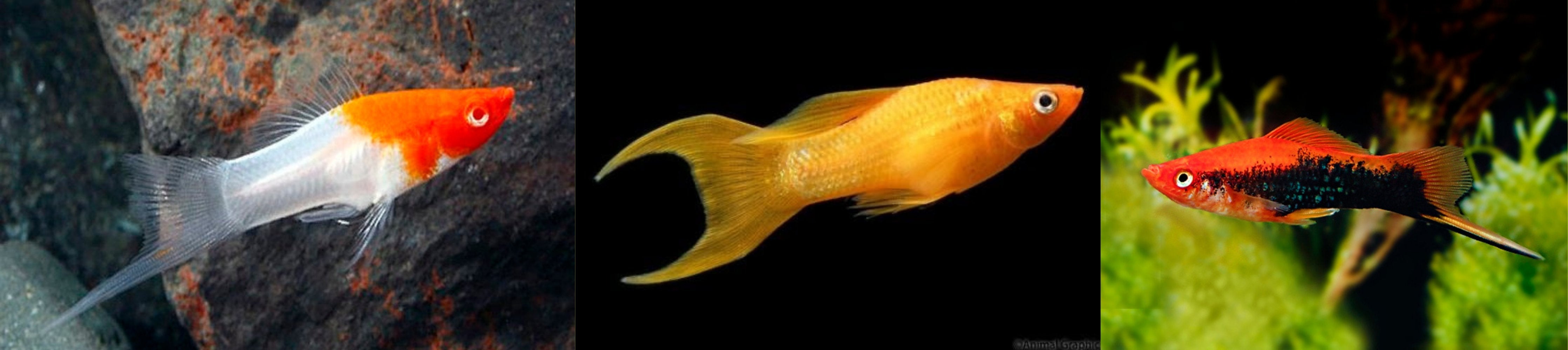 Livebearers