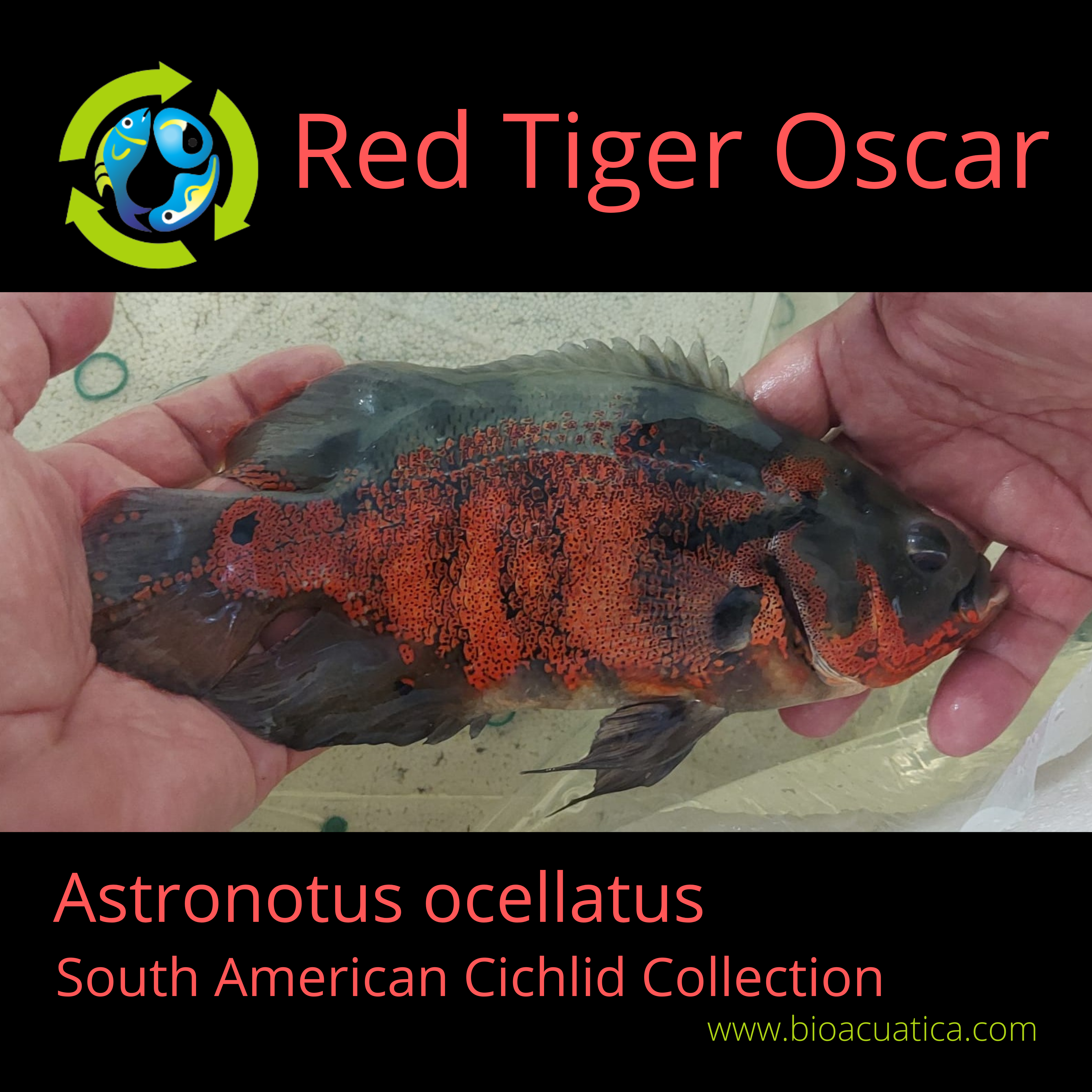 GREAT QUALITY RED TIGER OSCAR 3/4 to 1 INCH UNSEXED (Astronotus ocella
