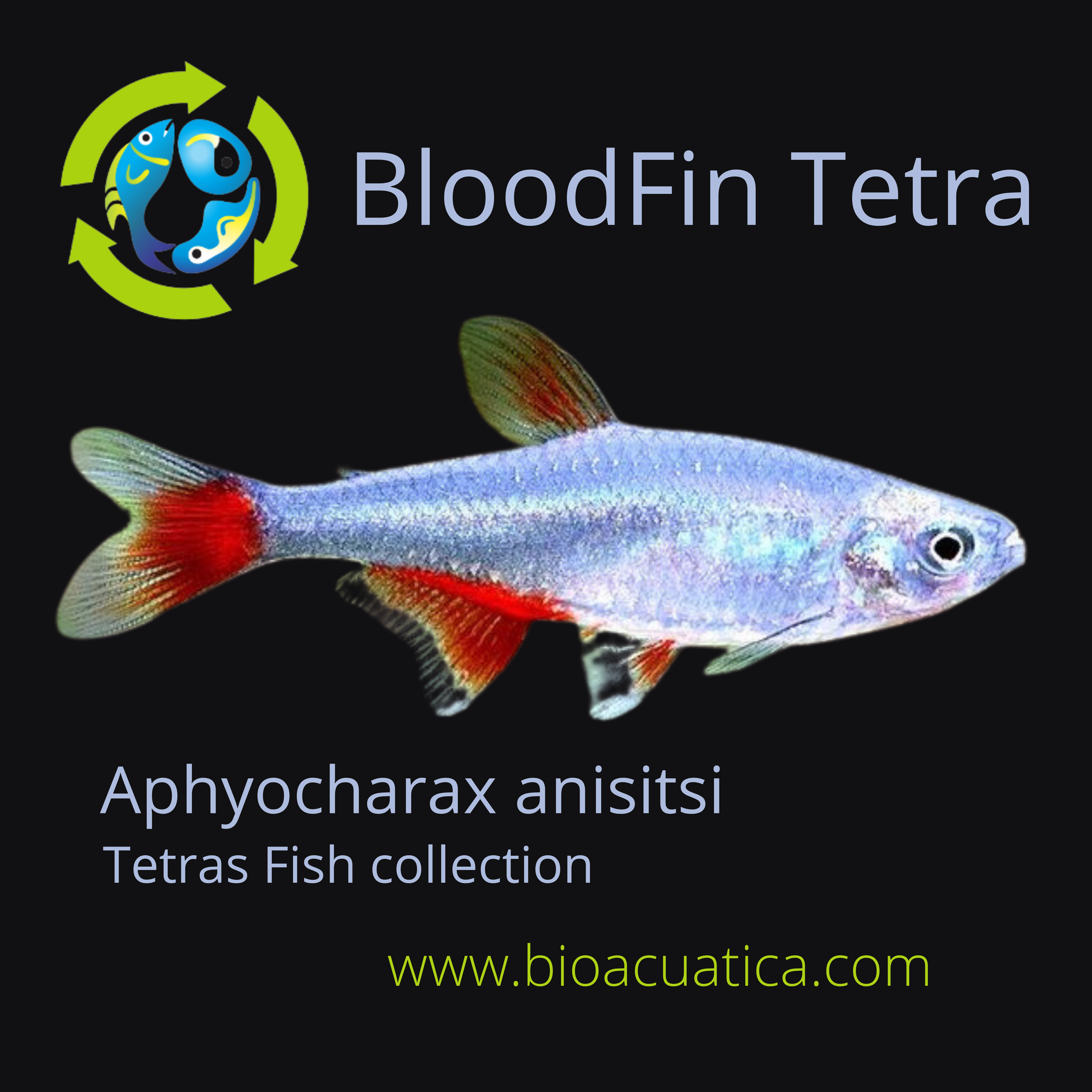 Bloodfin Tetra School Bloodfin Tetra: Info, Pictures, Tank Setup