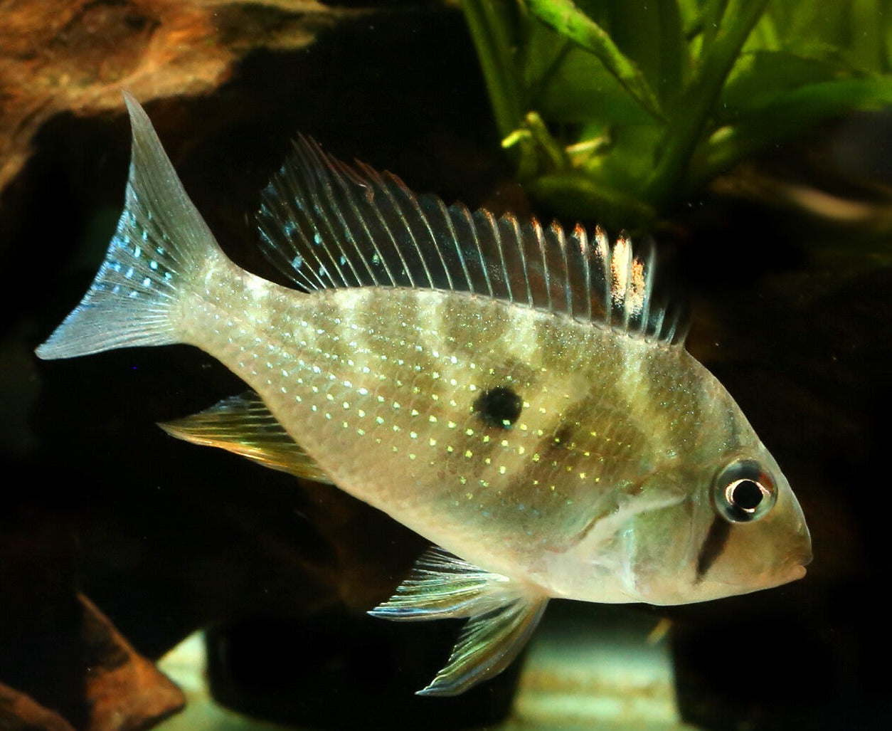 ACARICHTHYS HECKELII 2.5 TO 3" - THREADFIN GEOPHAGUS