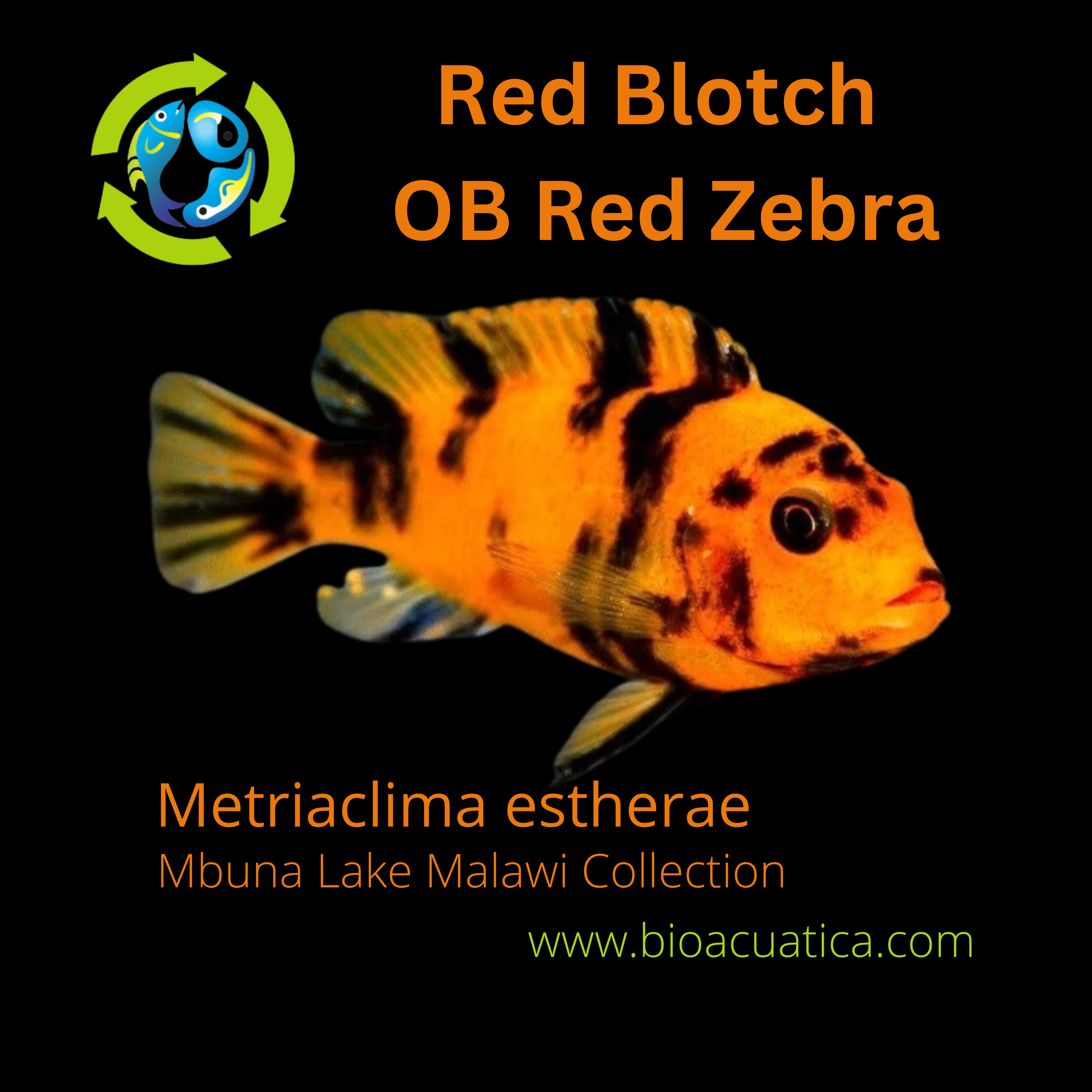 RED BLOTCH AFRICAN CICHLID 3" UNSEXED AKA OB RED ZEBRA