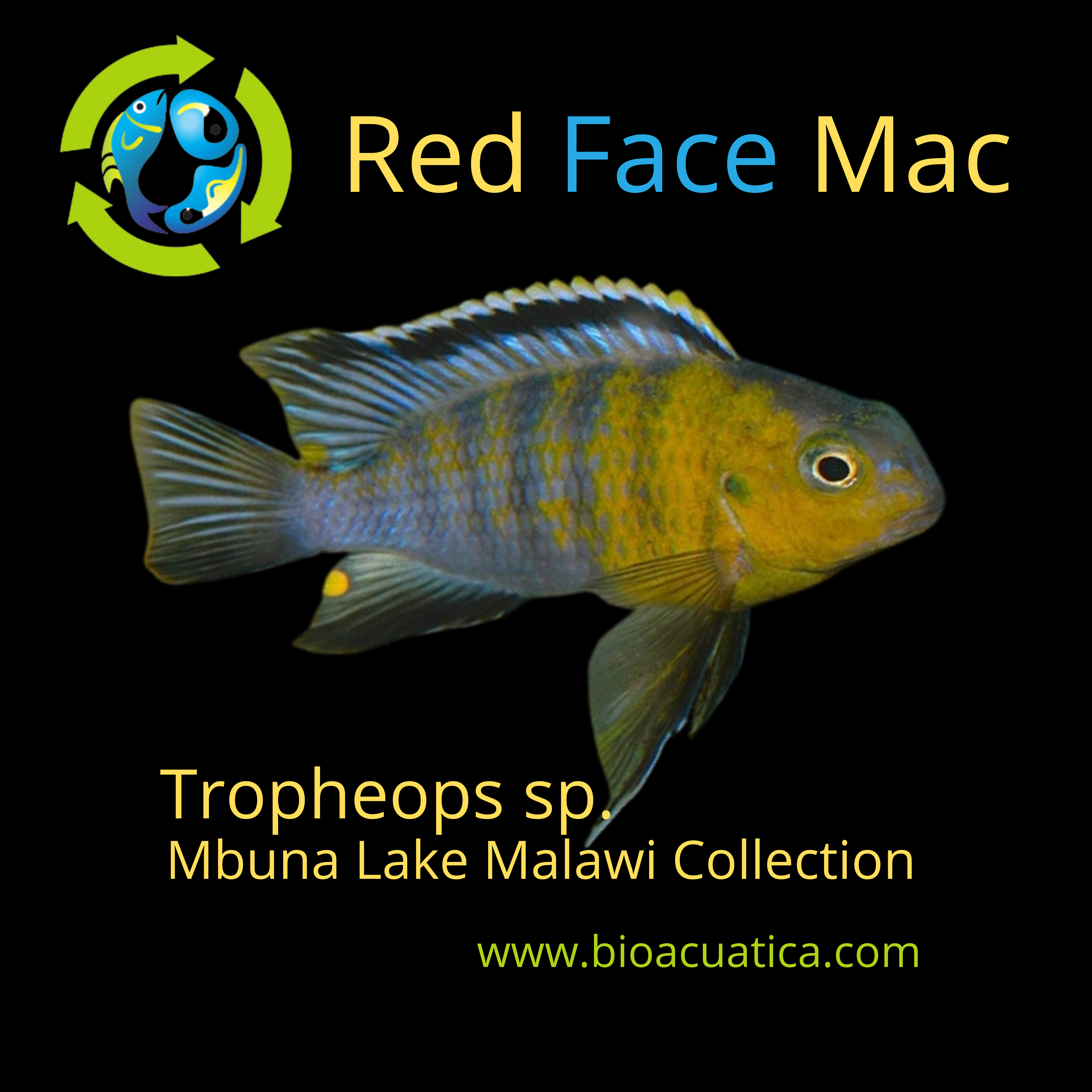 BEAUTIFUL RED FACE MAC 1.5" TO 2" UNSEXED (Tropheops sp.))