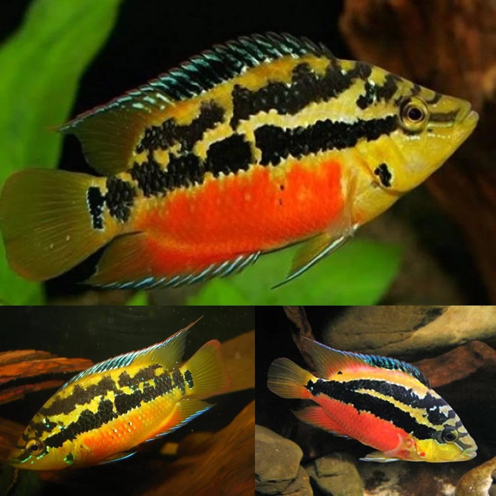SALVINI CICHLID 2.5 TO 3" UNSEXED