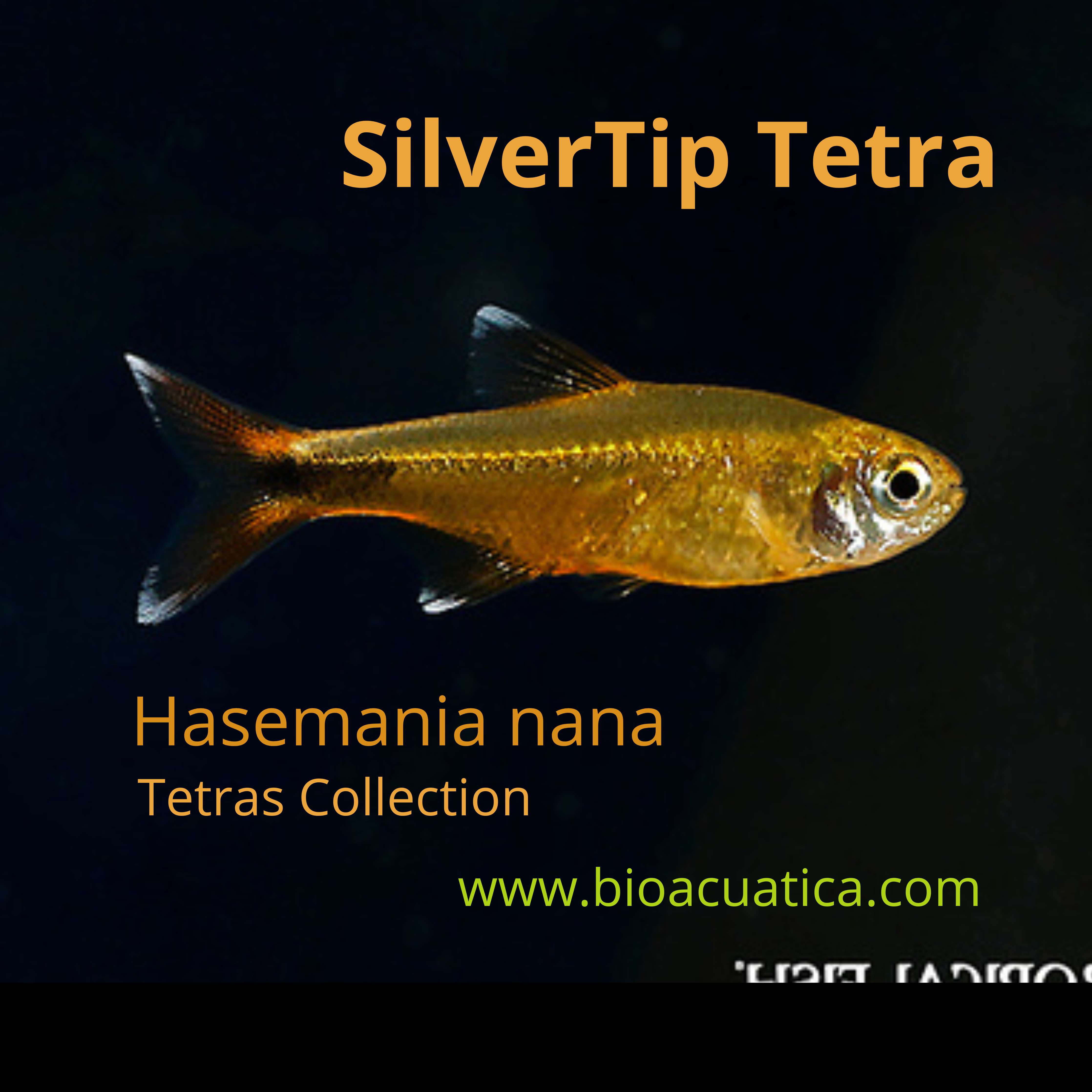 Silver Tip Tetra Aquarium Fish Silver Tipped Tetra Our Beautiful Wall