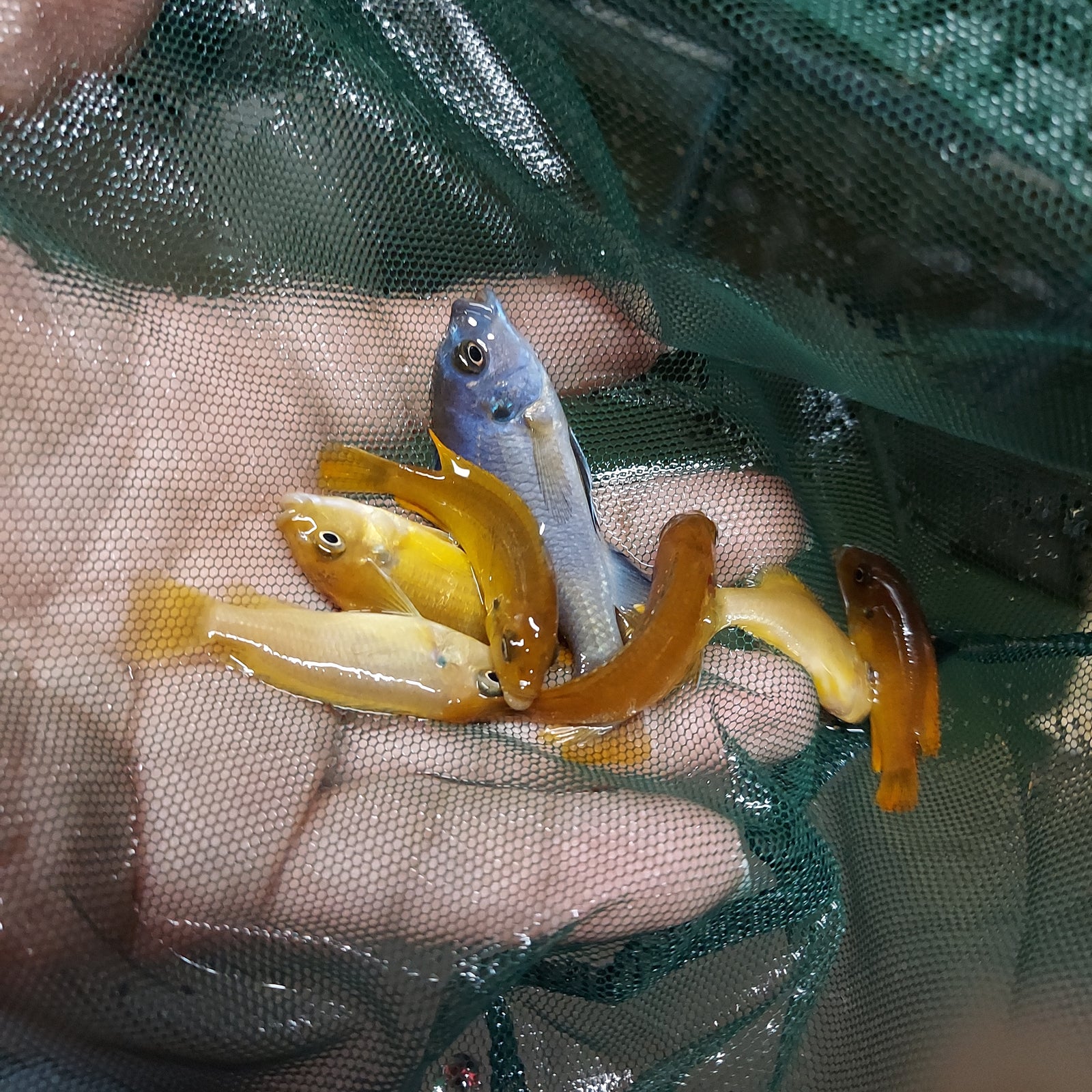 MSOBO AFRICAN CICHLID 1.5 TO 2" (Metriaclima sp)