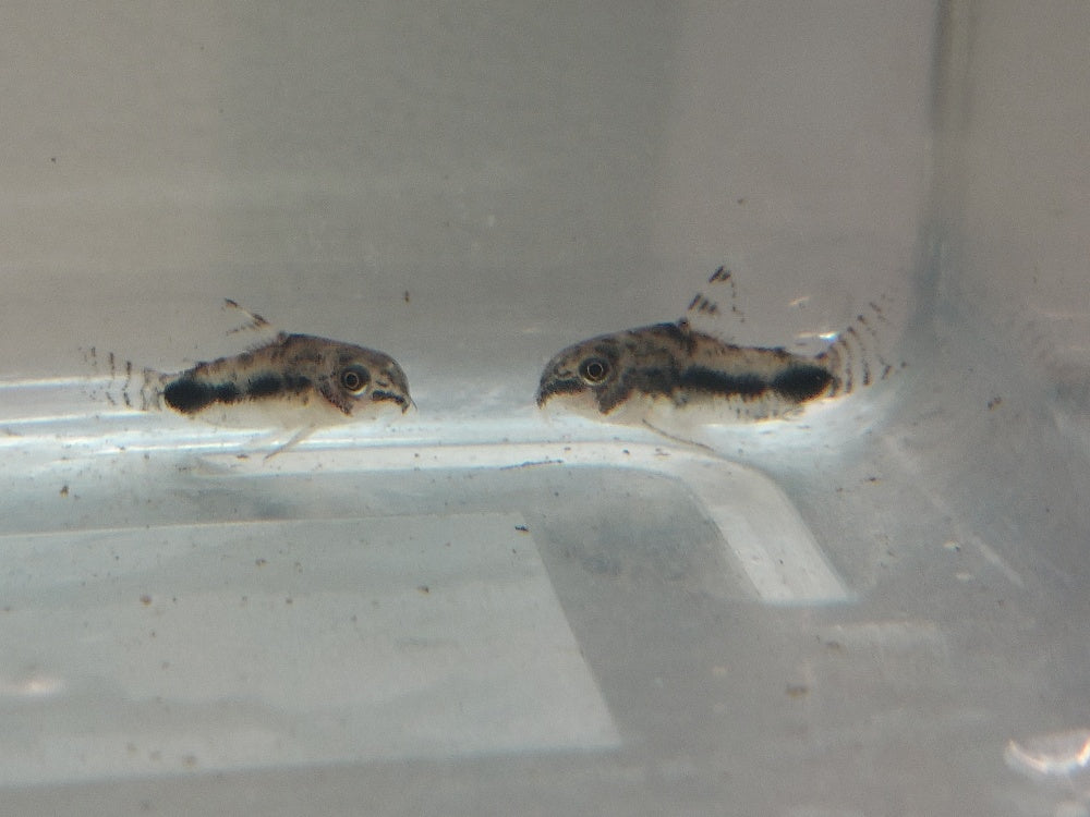 3 CUTE SALT & PEPPER CORY (Corydoras habrosus)
