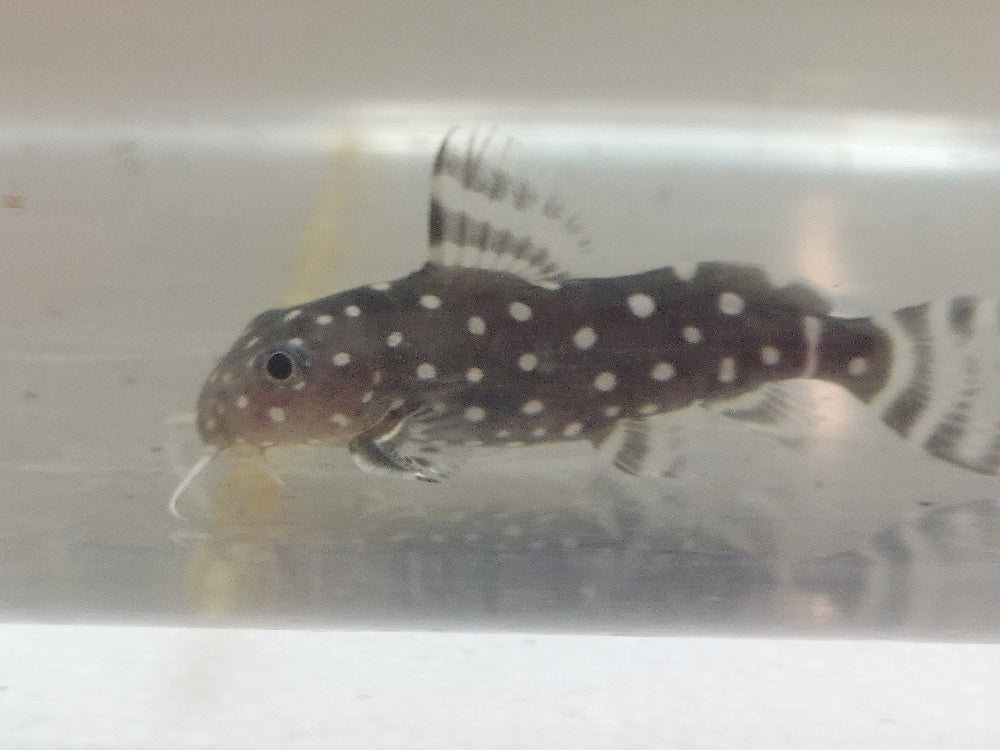 synodontis angelicus