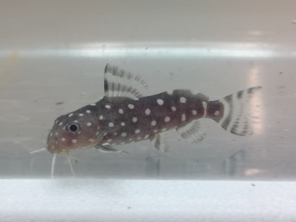 GREAT SYNODONTIS ANGELICUS CATFISH 2.25 TO 2.5 INCHES (Synodontis ange