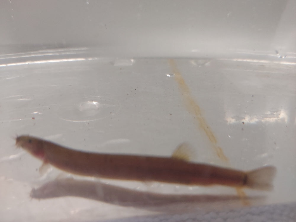 2 CUTE BLACK KUHLI LOACH (Pangio oblonga)