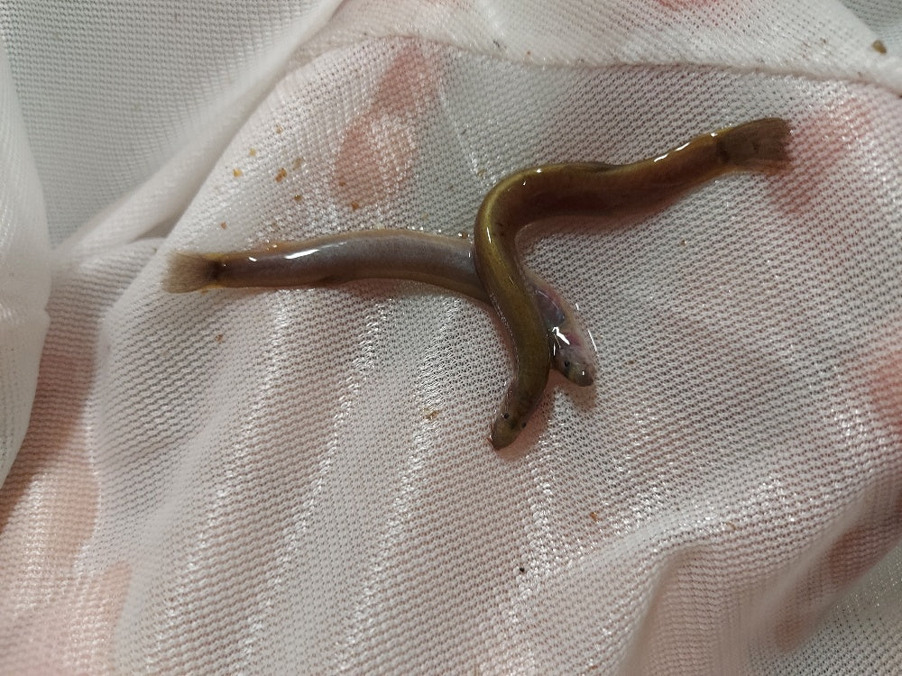 2 CUTE BLACK KUHLI LOACH (Pangio oblonga)