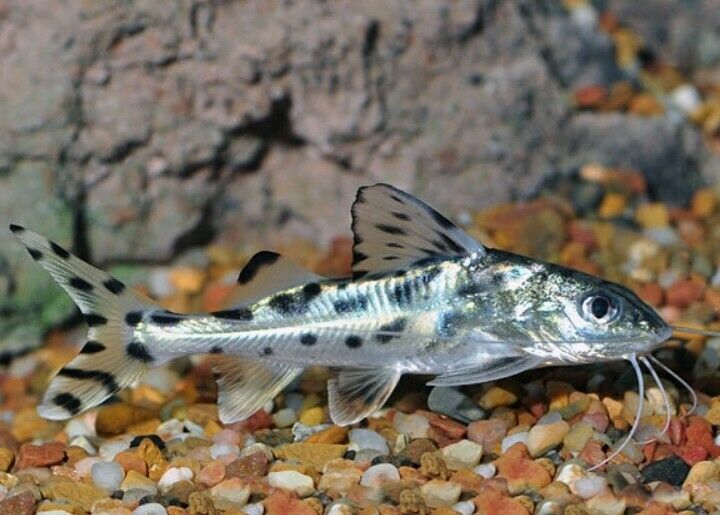 POLKA DOT PICTUS CATFISH 2 TO 2.5"