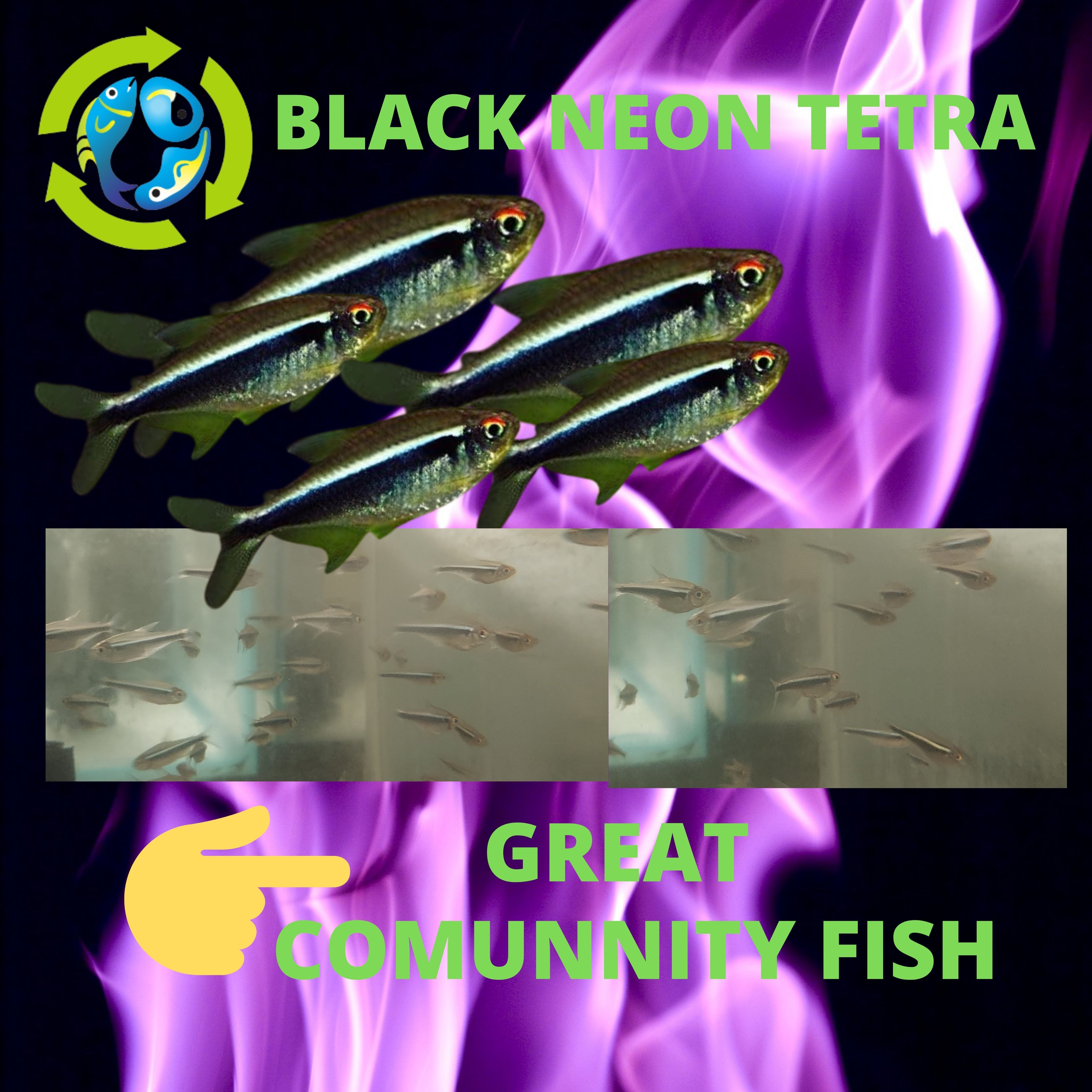 Black Neon Tetra School
