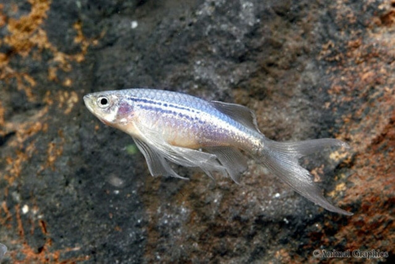 6 CUTE BLUE LONG FIN DANIO (Danio rerio)
