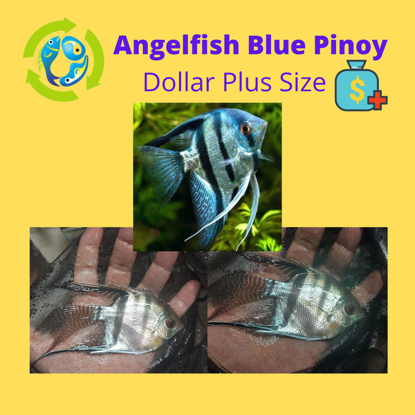 Pinoy Angelfish