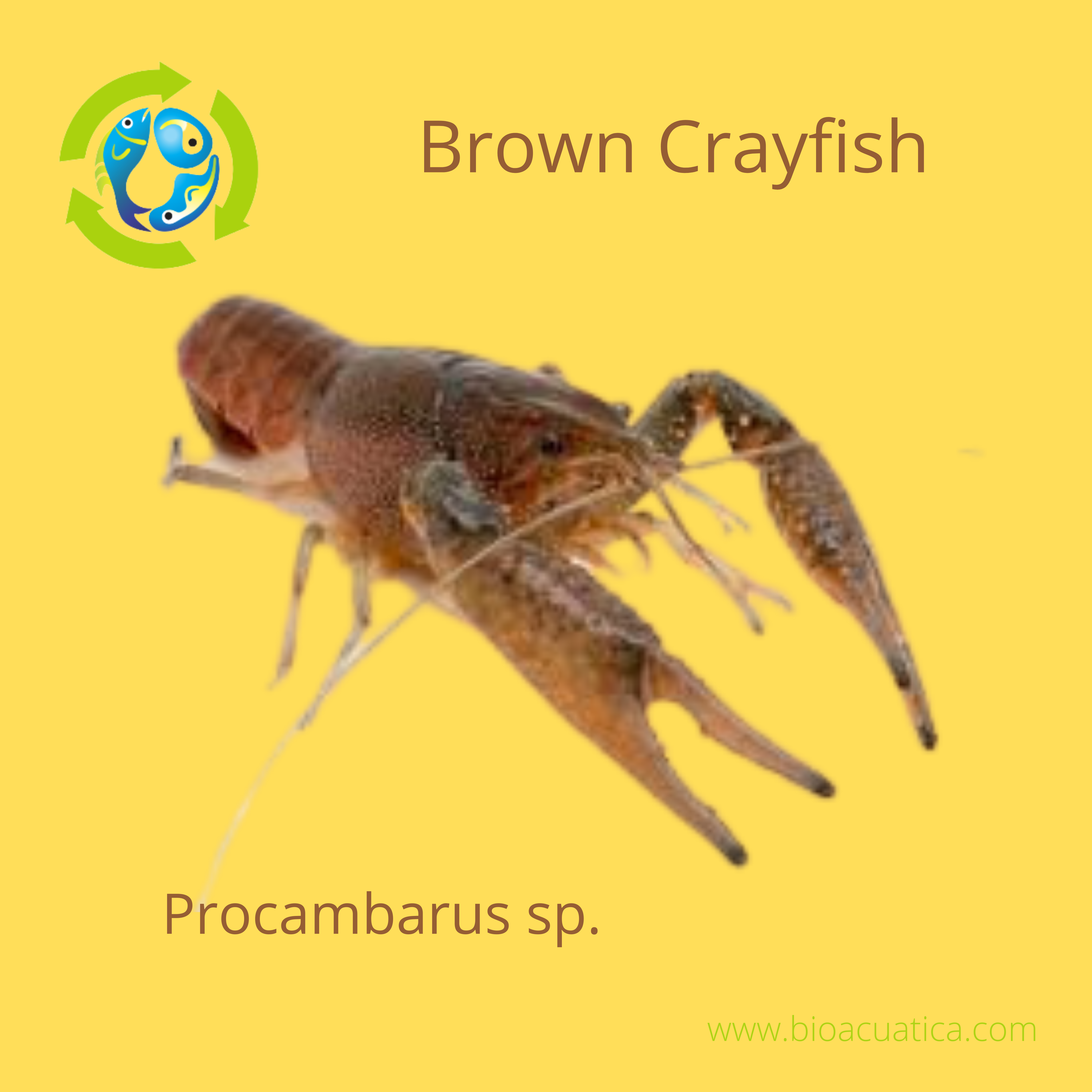 BEAUTIFUL BROWN CRAYFISH 2.5 TO 3 INCHES UNSEXED FREE SHIPPING