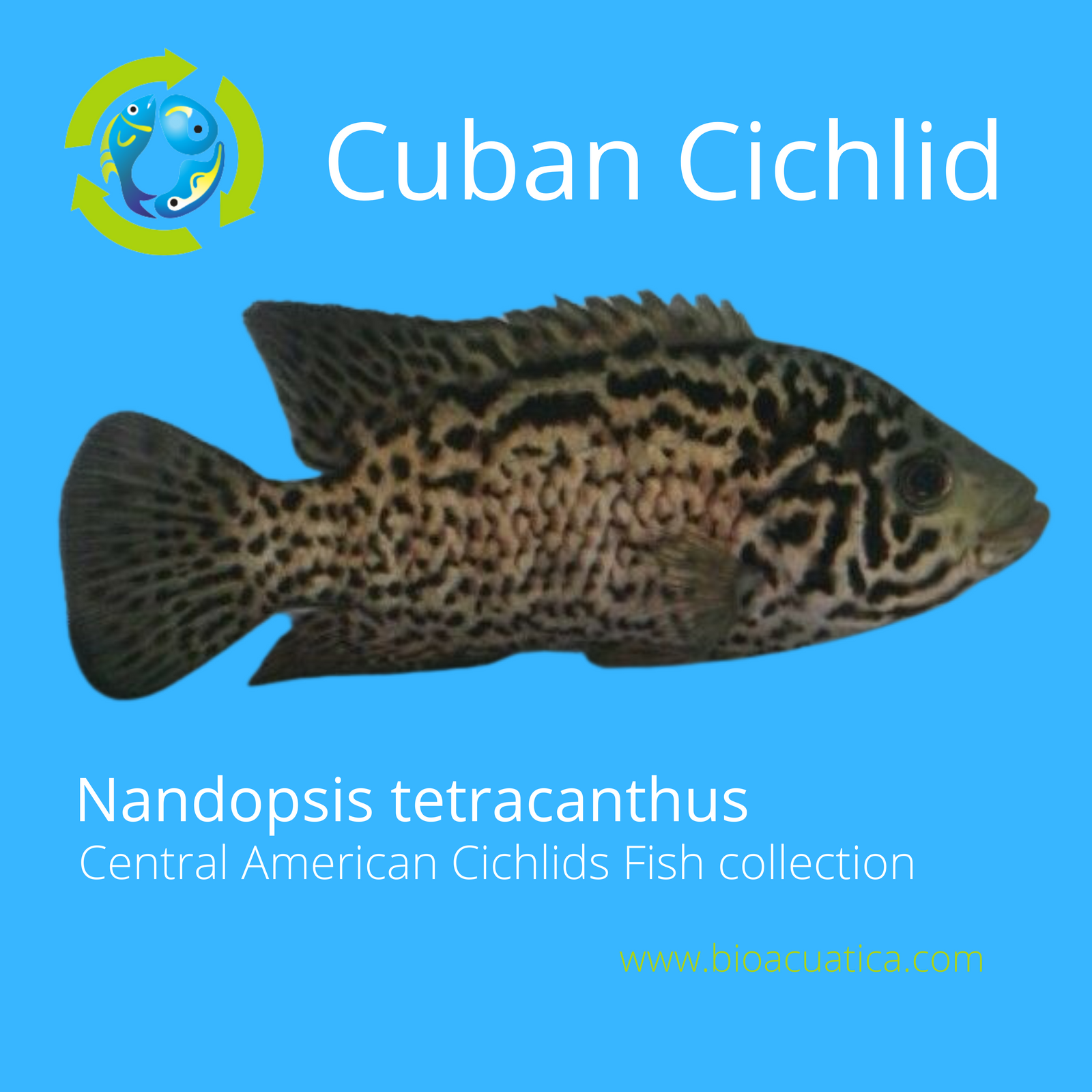 GREAT CUBAN CICHLID 1.5" to 2" (Nandopsis tetracanthus) UNSEXED