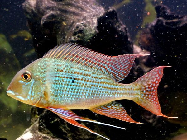 GREAT SURINAM PEARL CICHLID 2.0 INCHES UNSEXED (Geophagus surinamensis