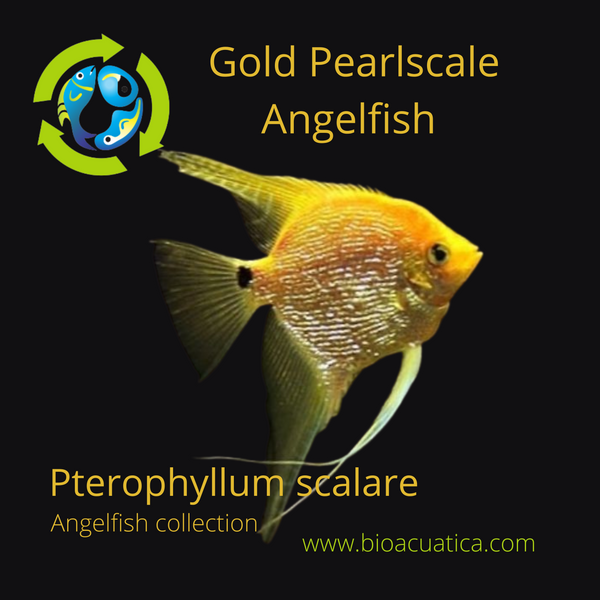 Gold Pearlscale Angelfish
