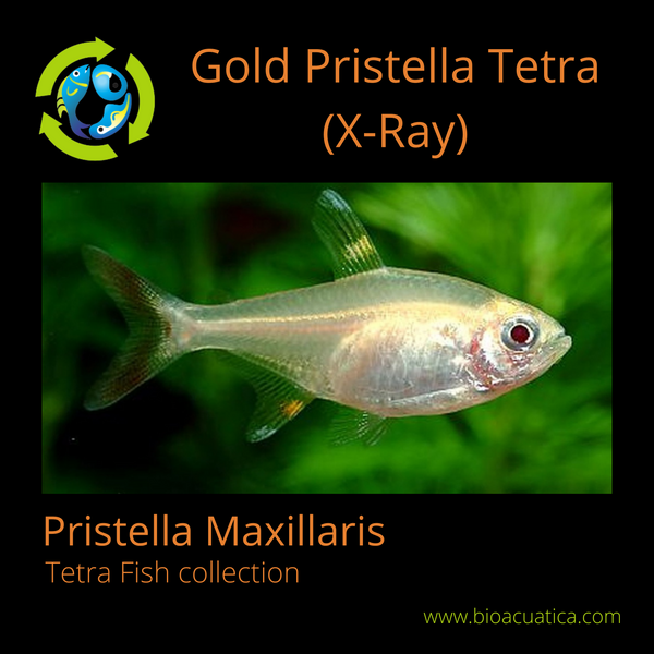 Pristella Tetra