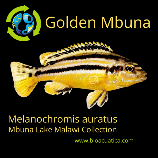 Mbuna Cichlid