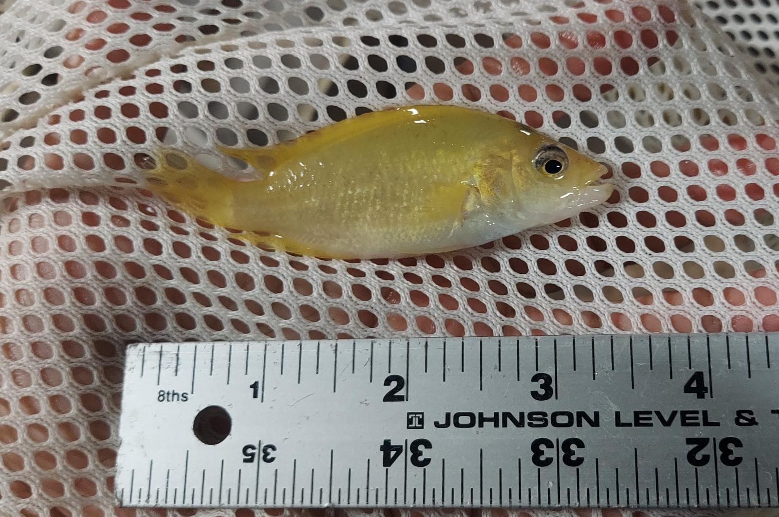 RED DOVII WOLF CICHLID 3" UNSEXED (Parachromis dovii)