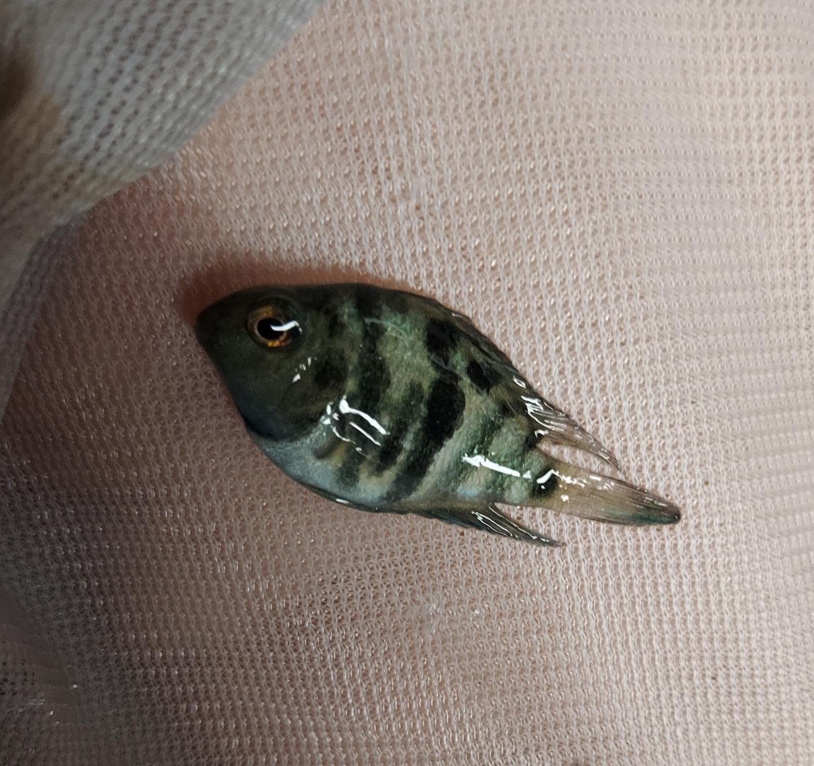 CUTE BLUE PARROT CROSS CONVICT CICHLID 1 TO 1.5 INCHES