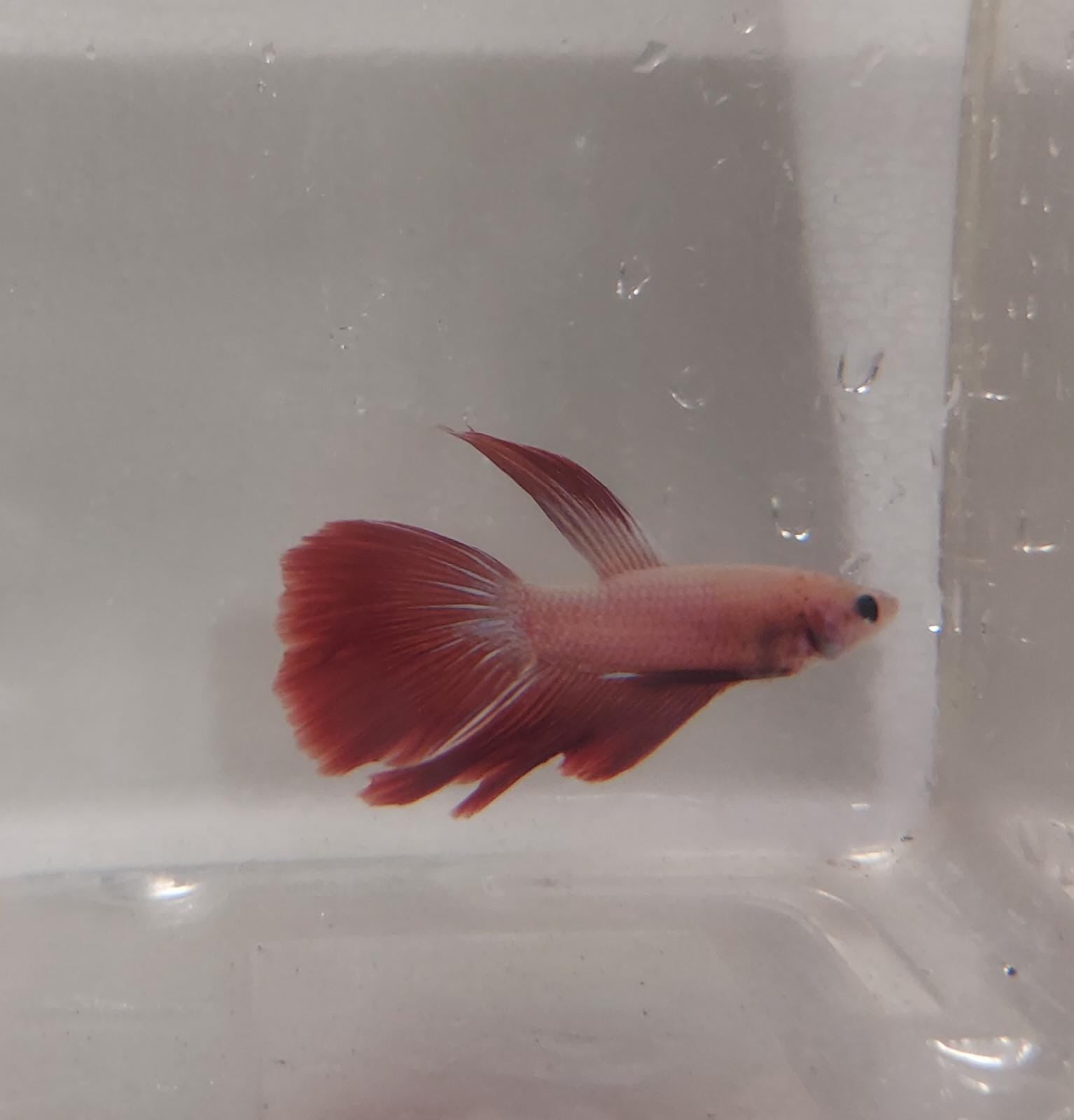 RED WHITE MALE VEILTAIL BETTA ( Betta splendens)