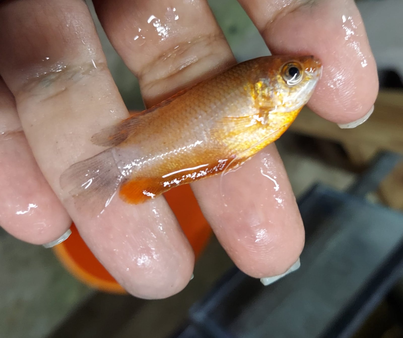 BEAUTIFUL SUNSET THICKLIP GOURAMI UNSEXED (Trichogaster labiosa)