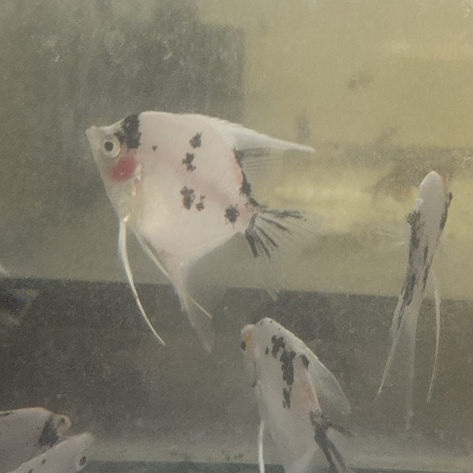 GREAT PLATINUM PANDA ANGELFISH SILVER DOLLAR BODY SIZE (Pterophyllum s