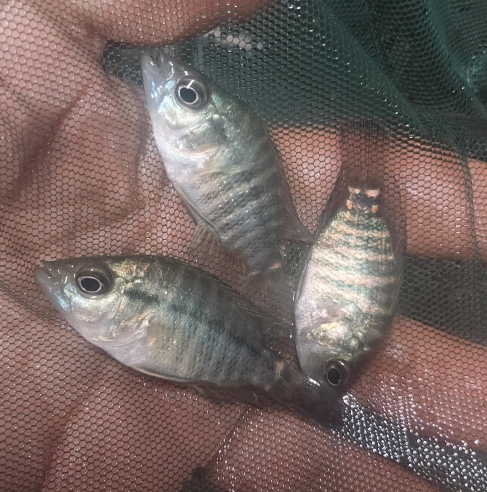 THE YELLOW MOJARRA 1.75 TO 2 INCHES UNSEXED (Caquetaia kraussii)