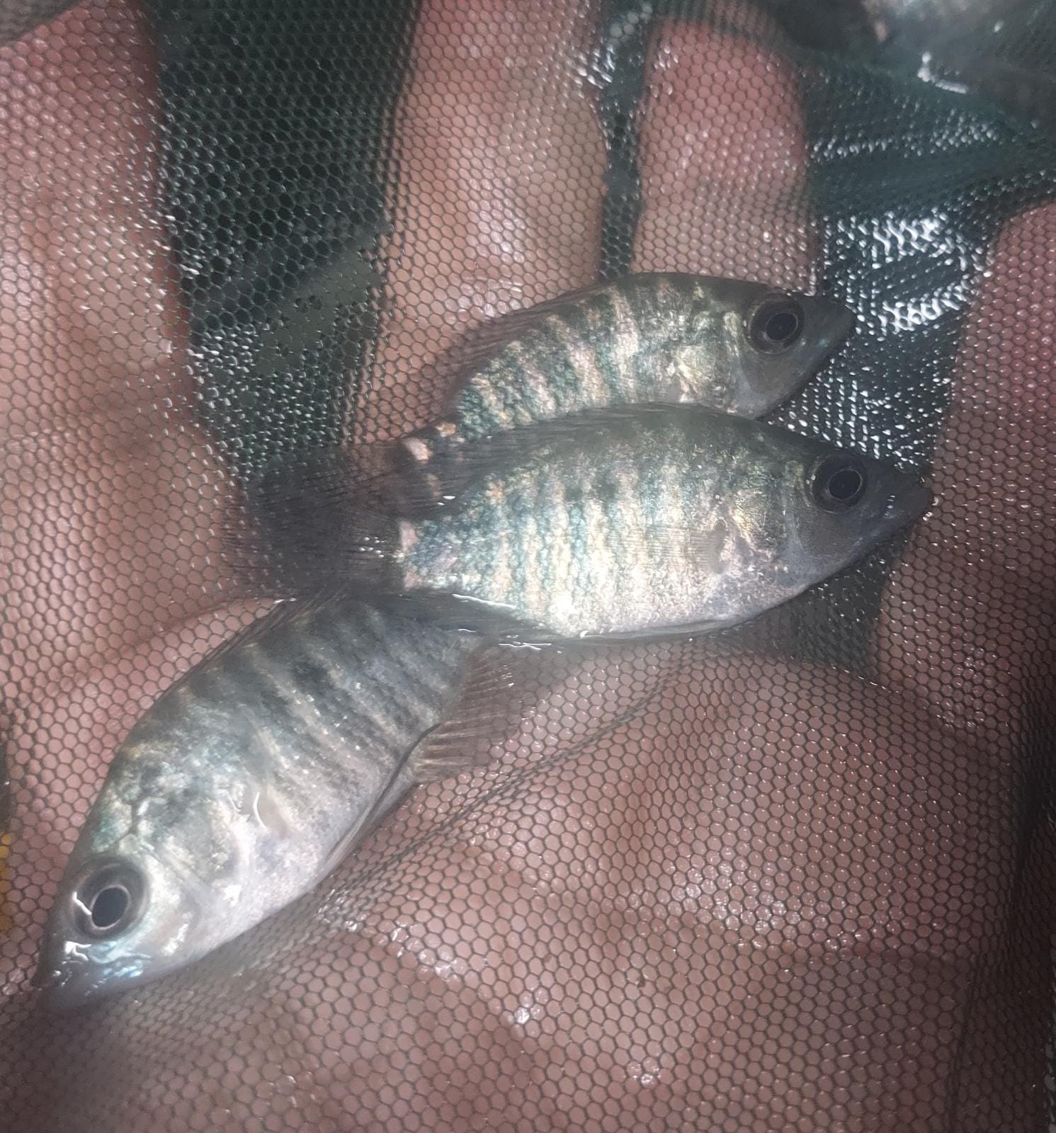 THE YELLOW MOJARRA 1.75 TO 2 INCHES UNSEXED (Caquetaia kraussii)