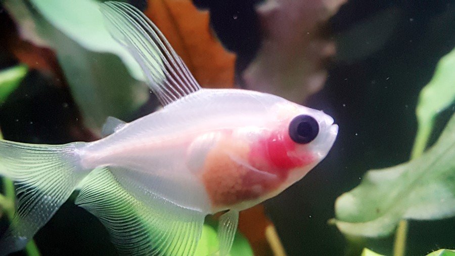 BEAUTIFUL 3 LONG FIN BLUSHING WHITE TETRA (Gymnocorymbus ternetzi, var