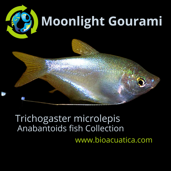 Moonlight Gourami Fish