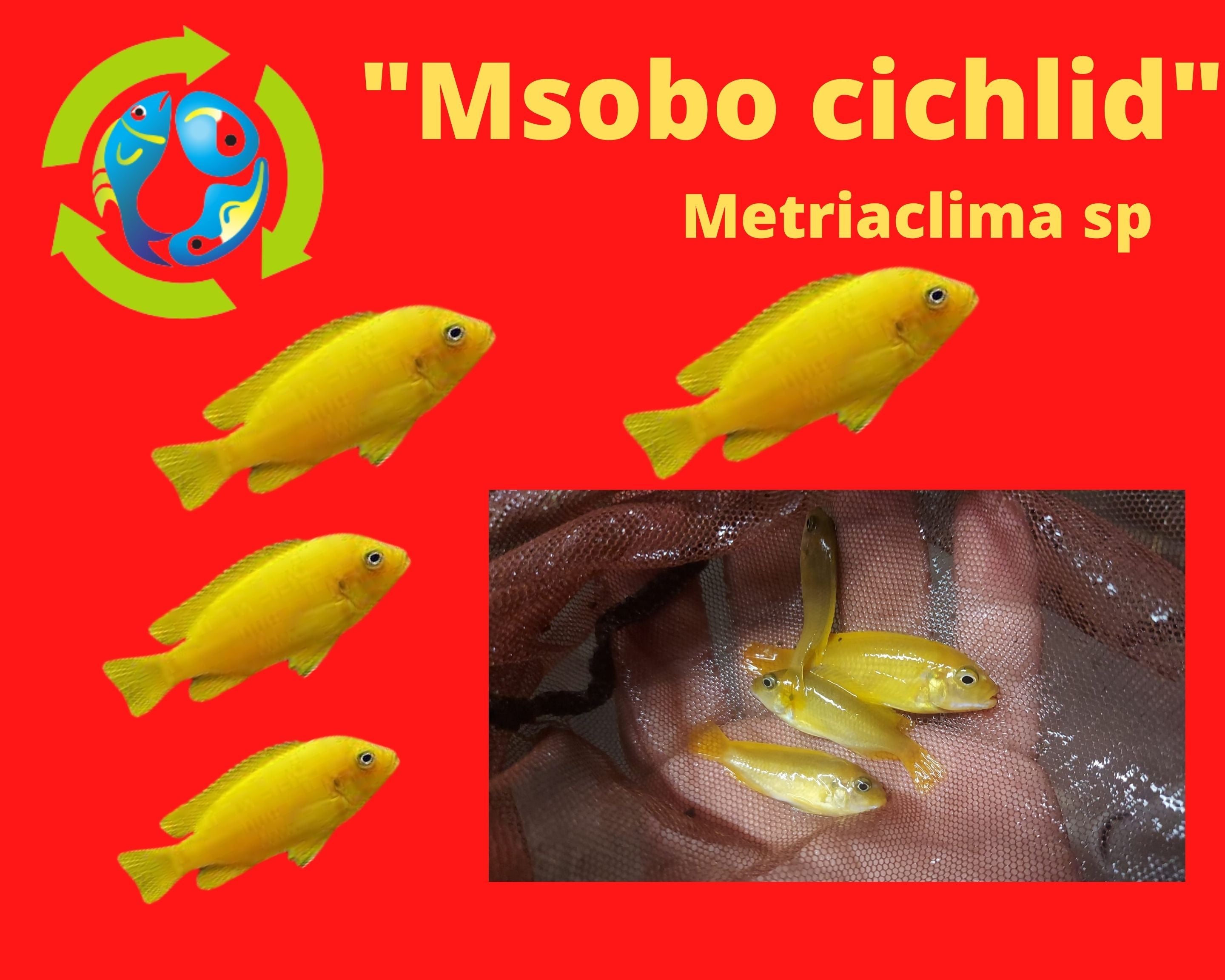 MSOBO AFRICAN CICHLID 1.5 TO 2" (Metriaclima sp)
