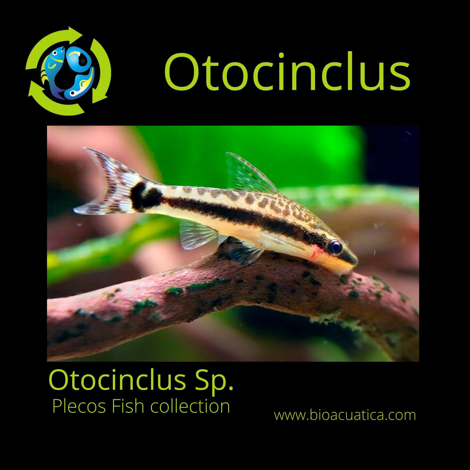 3 CUTE OTOCINCLUS ALGAE EATER 1 to 1.5" (Otocinclus sp)
