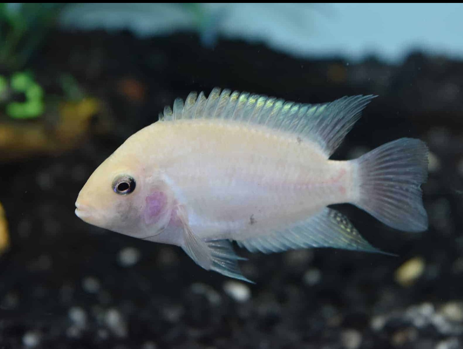 PINK CONVICT CICHLID 2 to 2.5"