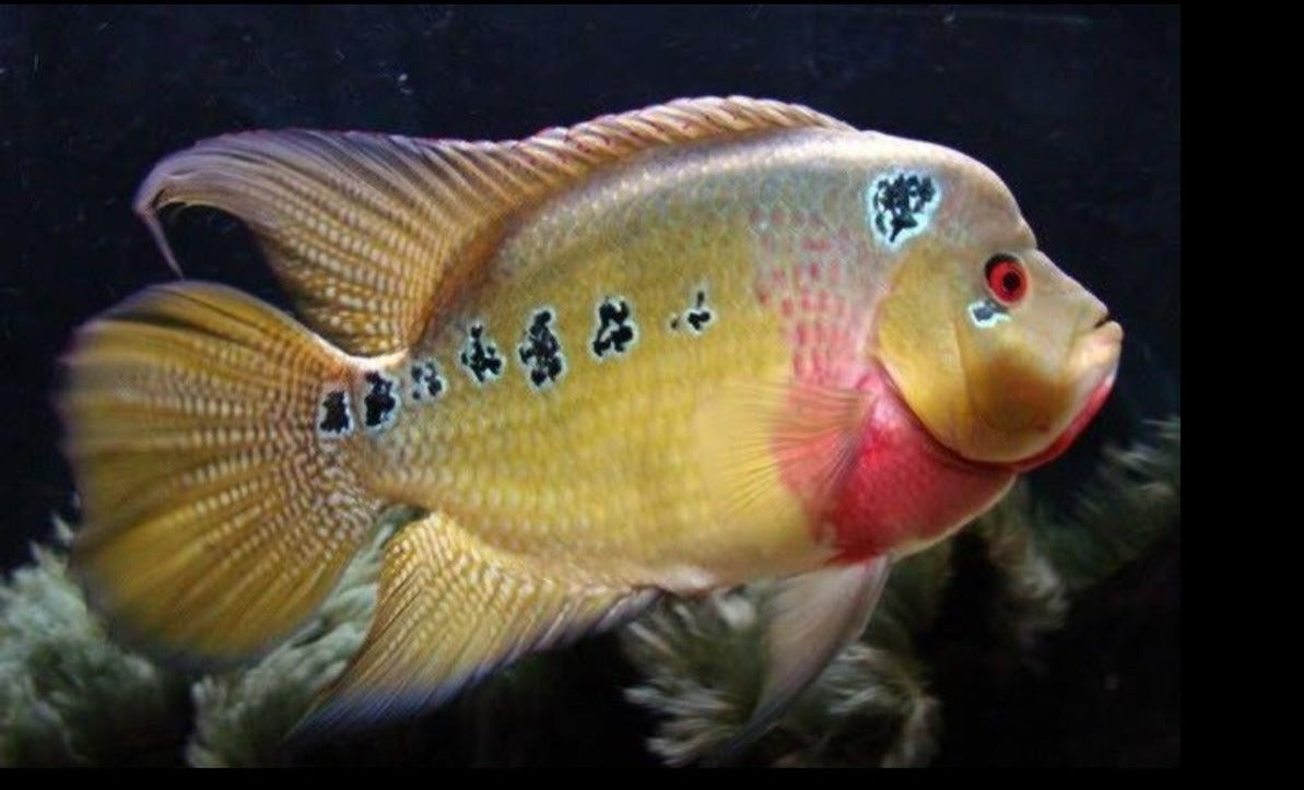 THE STUNNING TRIMAC CICHLID 4" to 4.5" (Cichlasoma trimaculatum) VERY