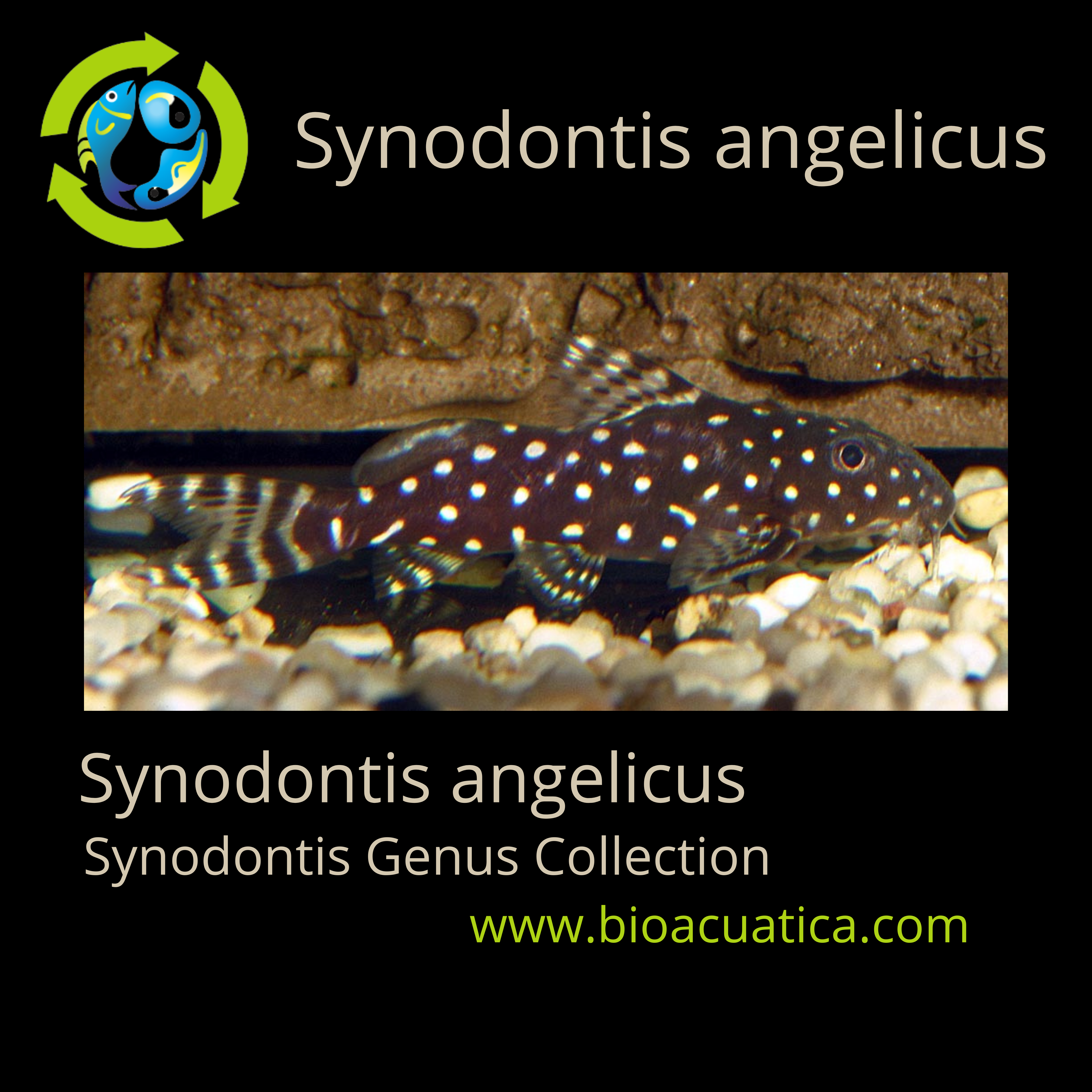 GREAT SYNODONTIS ANGELICUS CATFISH 2.25 TO 2.5 INCHES (Synodontis ange