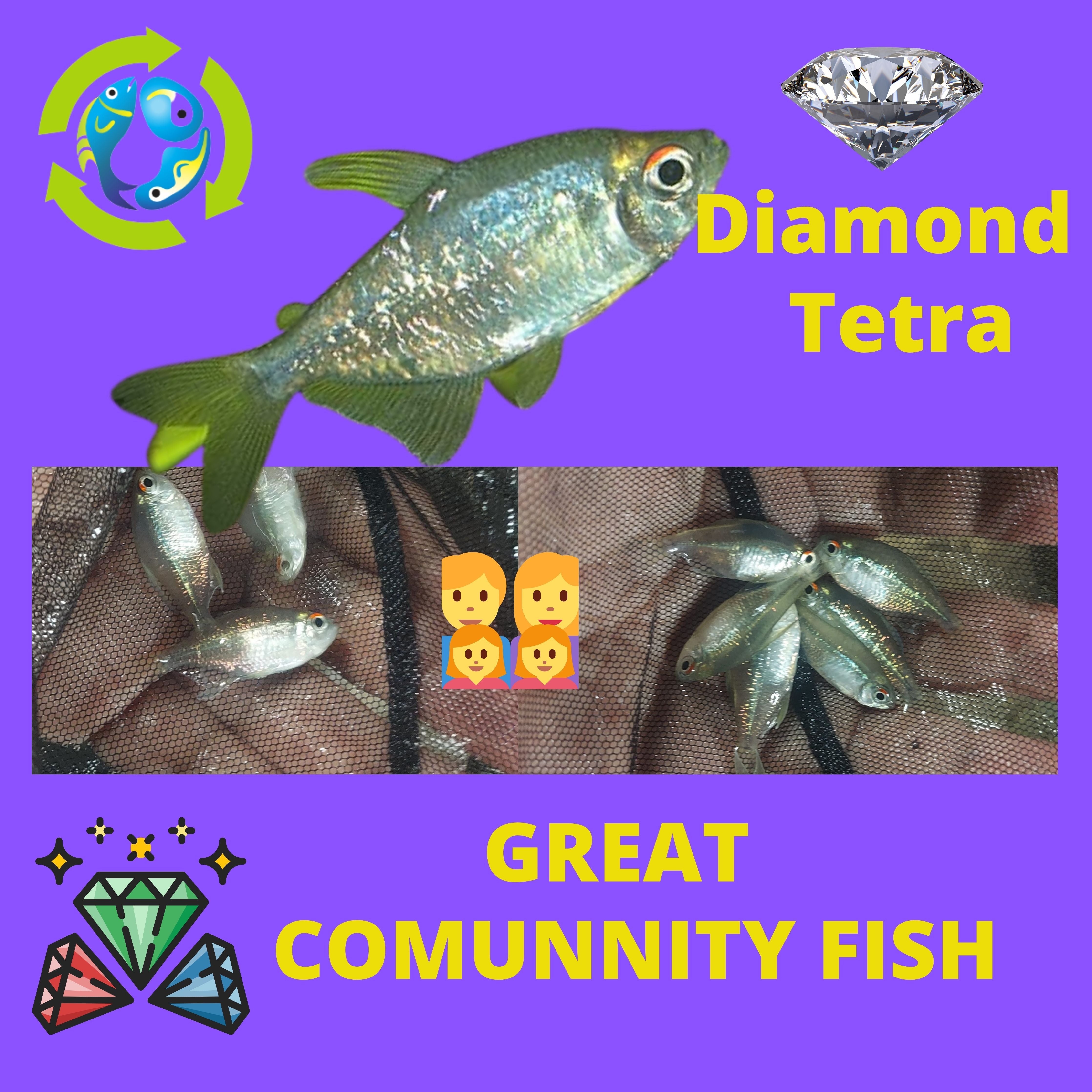 GREAT 5 DIAMOND TETRA UNSEXED