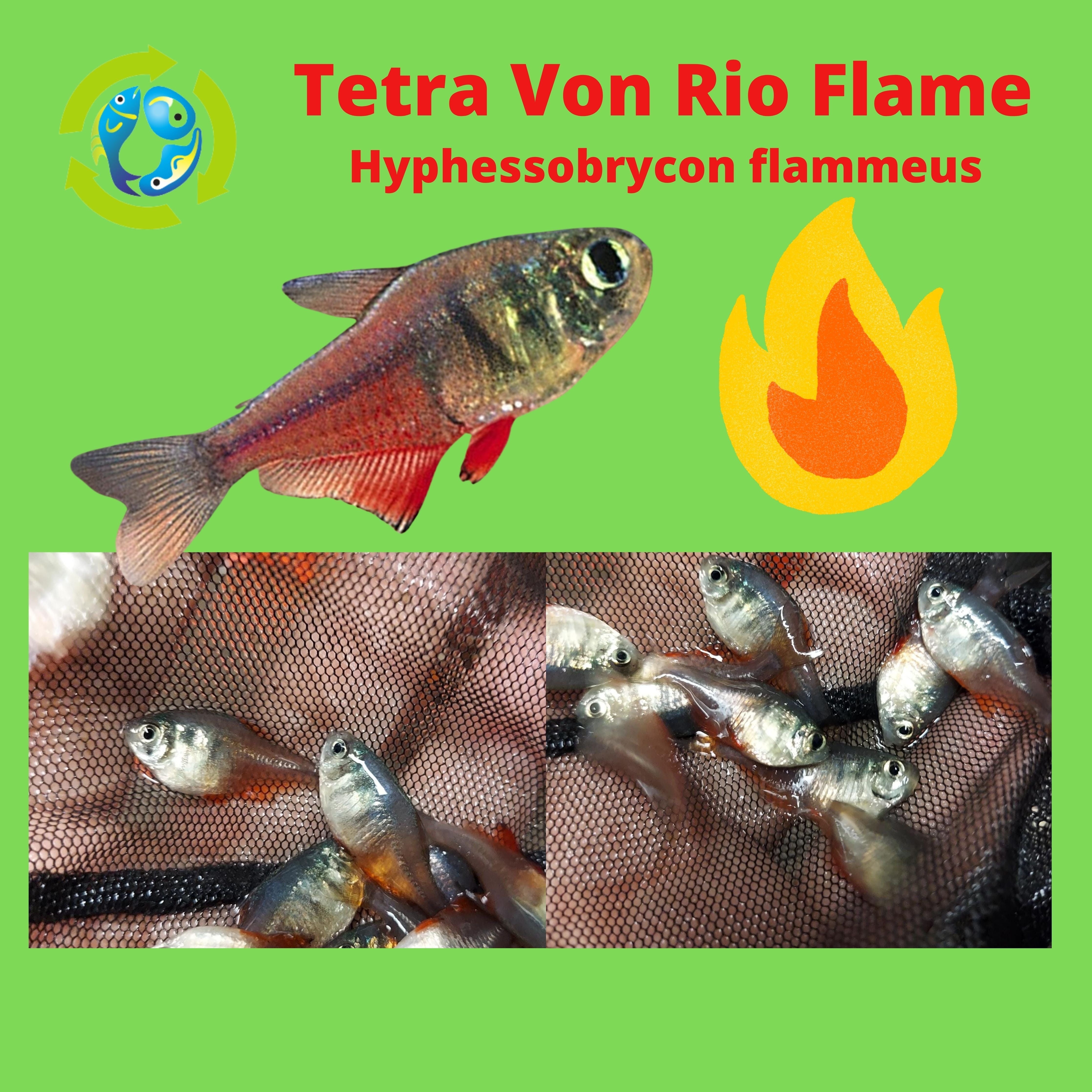 Orange Von Rio Flame Tetra