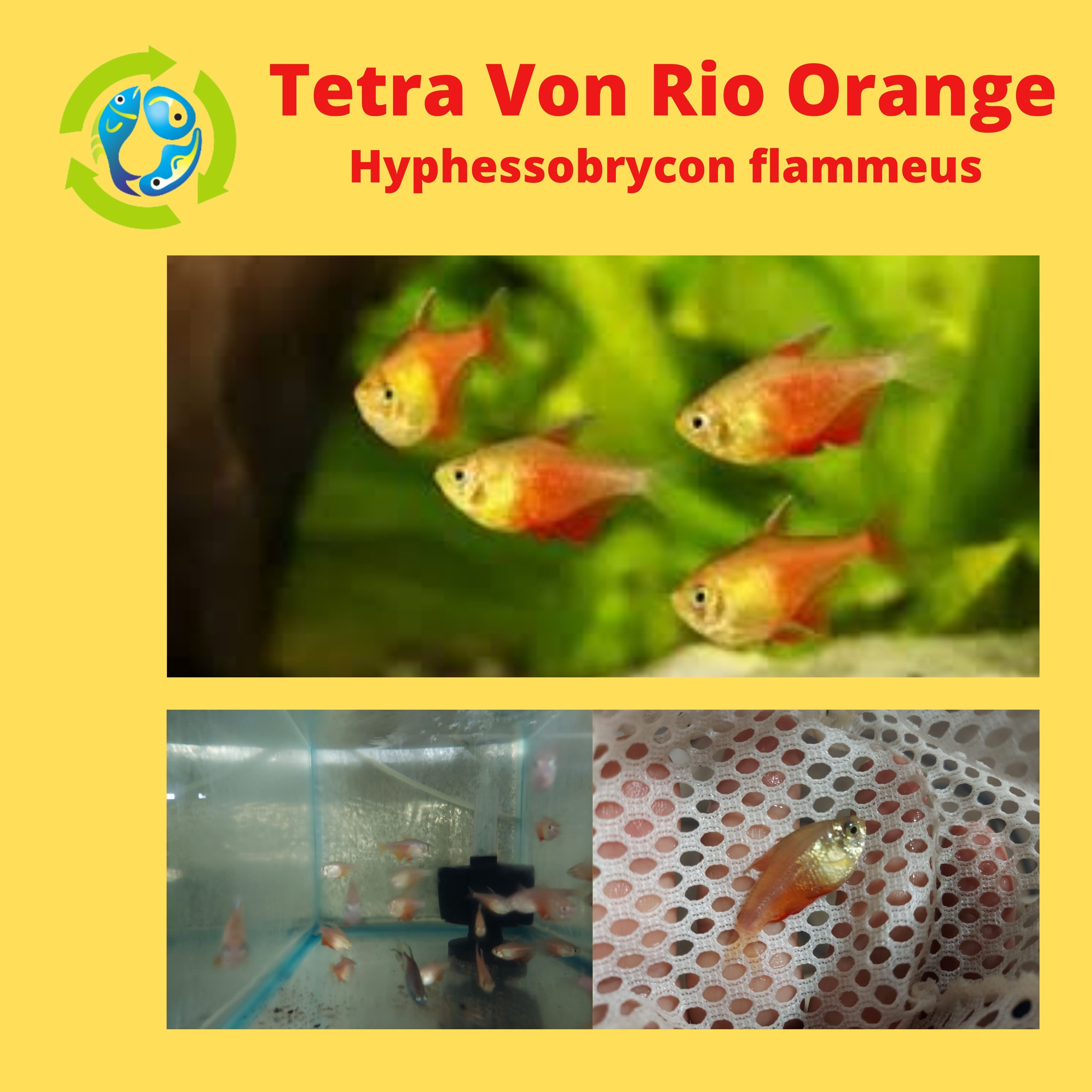 Orange Tetra Fish