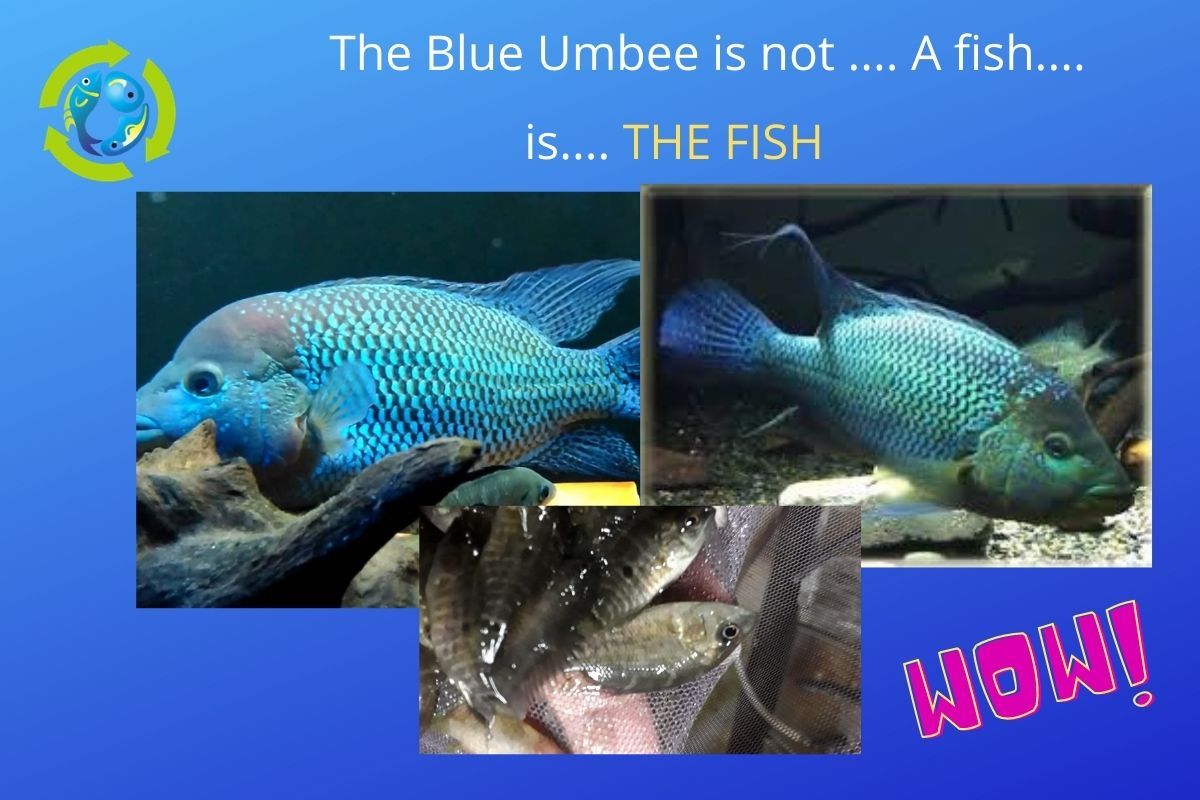 The paramount Umbee Cichlid 2" (Kronoheros Umbriferus)